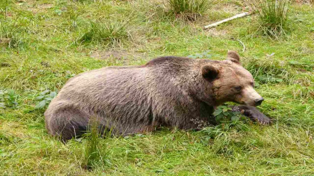 Lo que come el oso: las comidas típicas del gran animal - Vida con ...