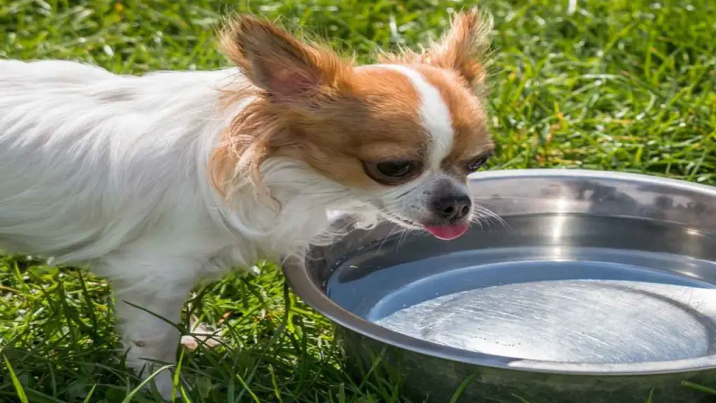Cuencos en parques para saciar la sed de los perros: la iniciativa en ...