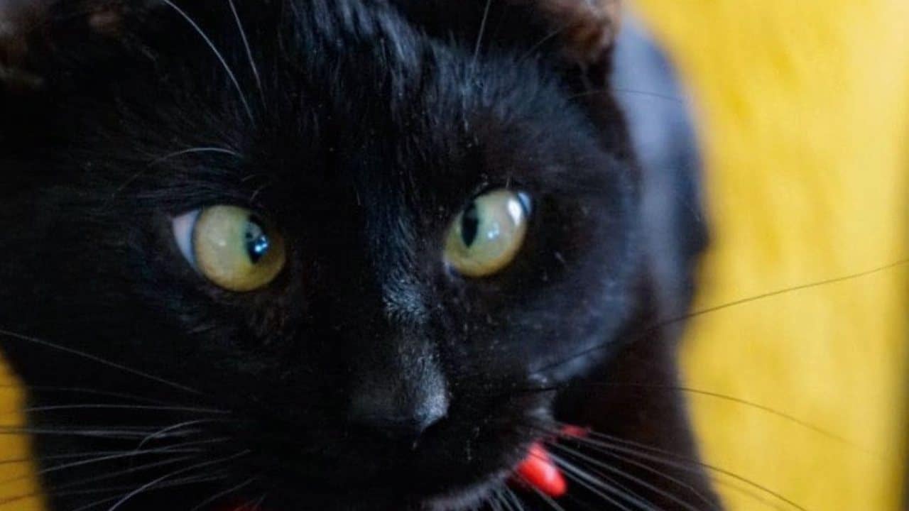 Biglou, el gato bizco: es su conquista - Vida con Mascotas ️