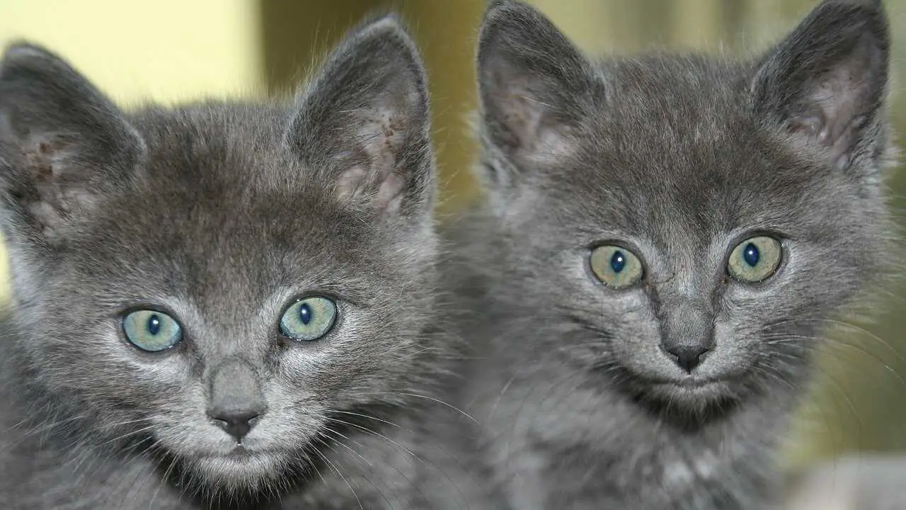 Curiosidad azul ruso: las joyas imperdibles de esta raza - Vida con ...