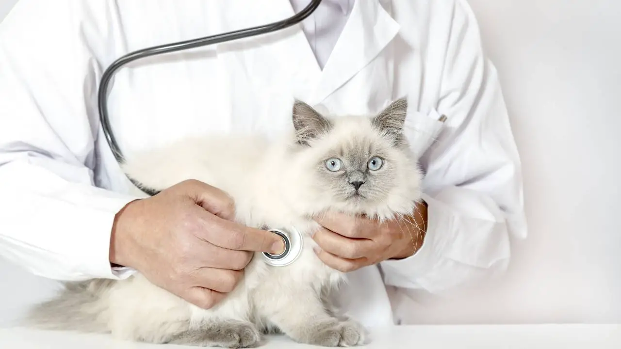 Intertrigo en gatos: que es, como se trata y que razas son las más ...