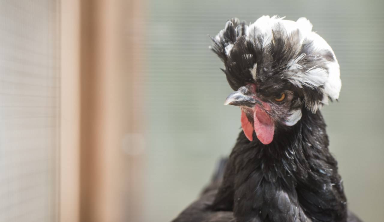 Gallina holandesa copetuda: especies raras de jardín y jardín - Vida ...