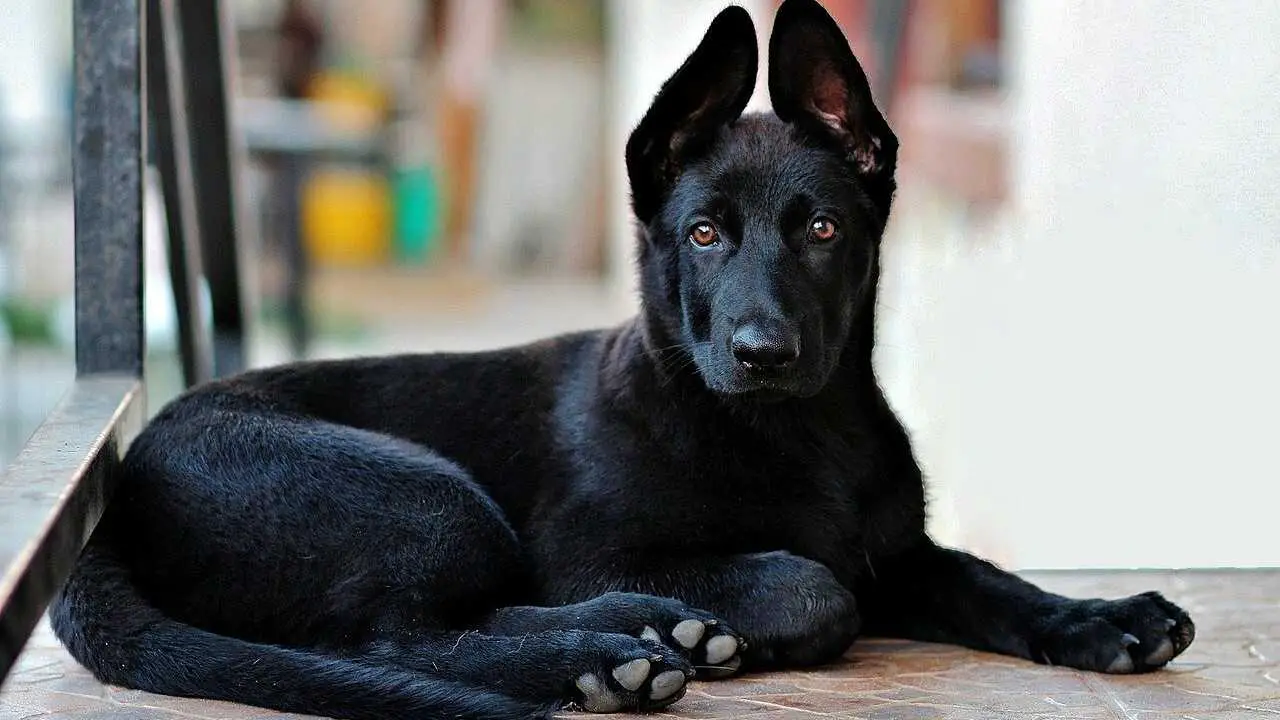 Proyecto perro negro: el proyecto para combatir el miedo al perro negro ...