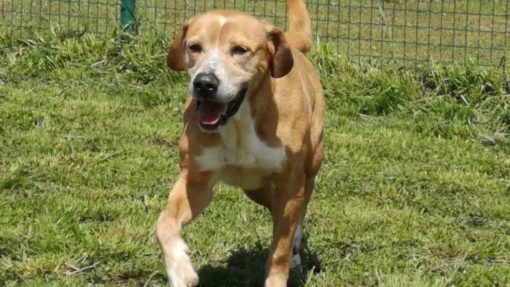 El perro Vasco, recién cumplidos 10 años: pero sigue buscando un hogar ...