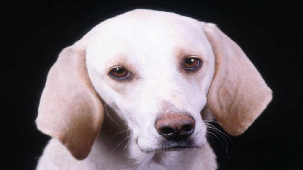 Nutrición de Billy: lo que come, las dosis y lo que debe saber sobre su ...