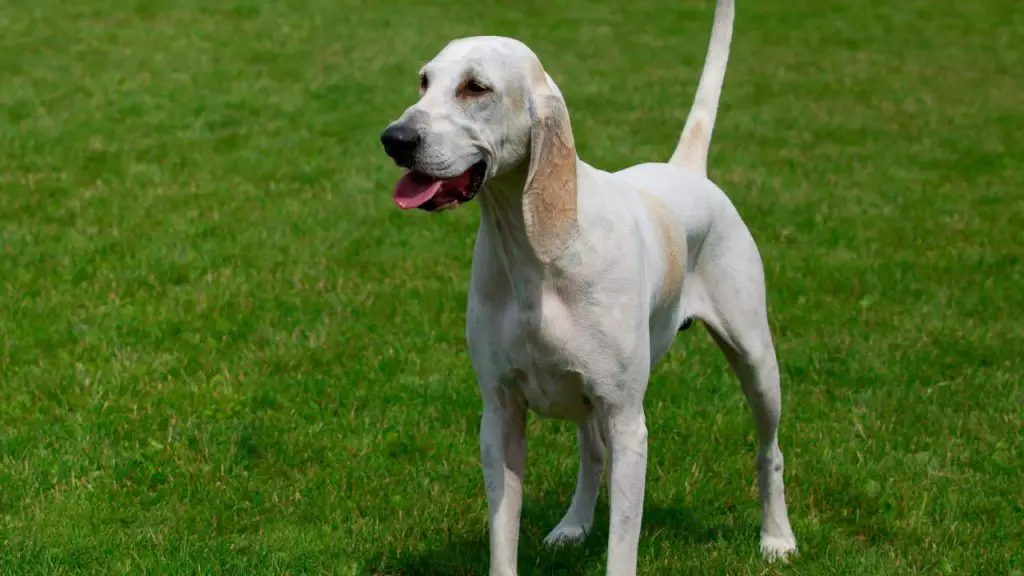 Curiosidades sobre Billy: historia, nombre y qué saber sobre esta rara ...