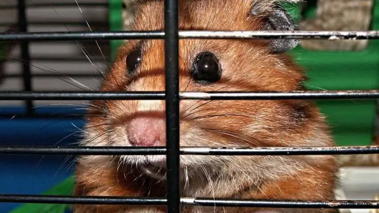 ¿Lloran los hámsteres? Todo lo que necesita saber sobre este tema ...