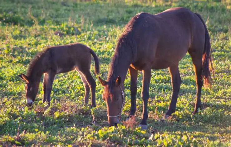 ¿Por qué el caballo se come sus heces? Las explicaciones del gesto del ...