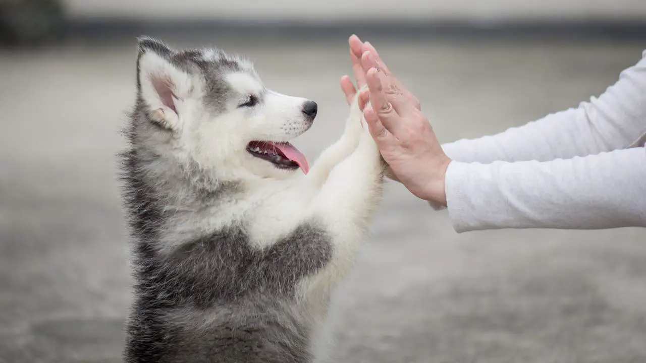 El sentido del tacto en el perro: lo importante que es en el desarrollo ...
