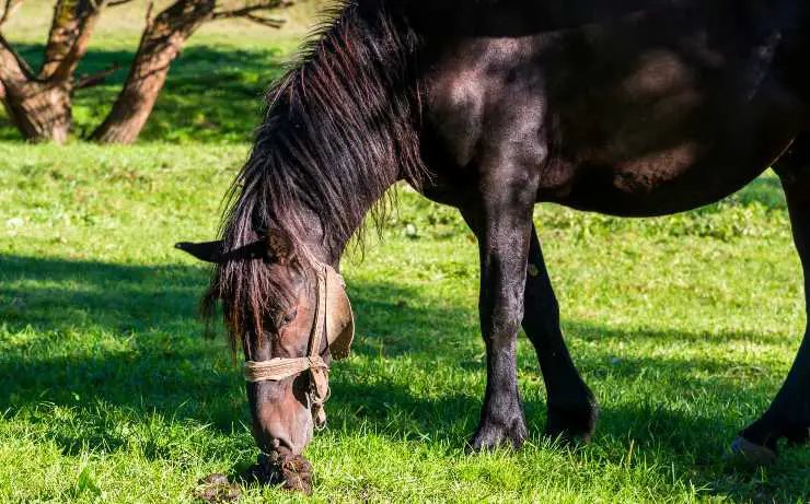 ¿Por qué el caballo se come sus heces? Las explicaciones del gesto del ...