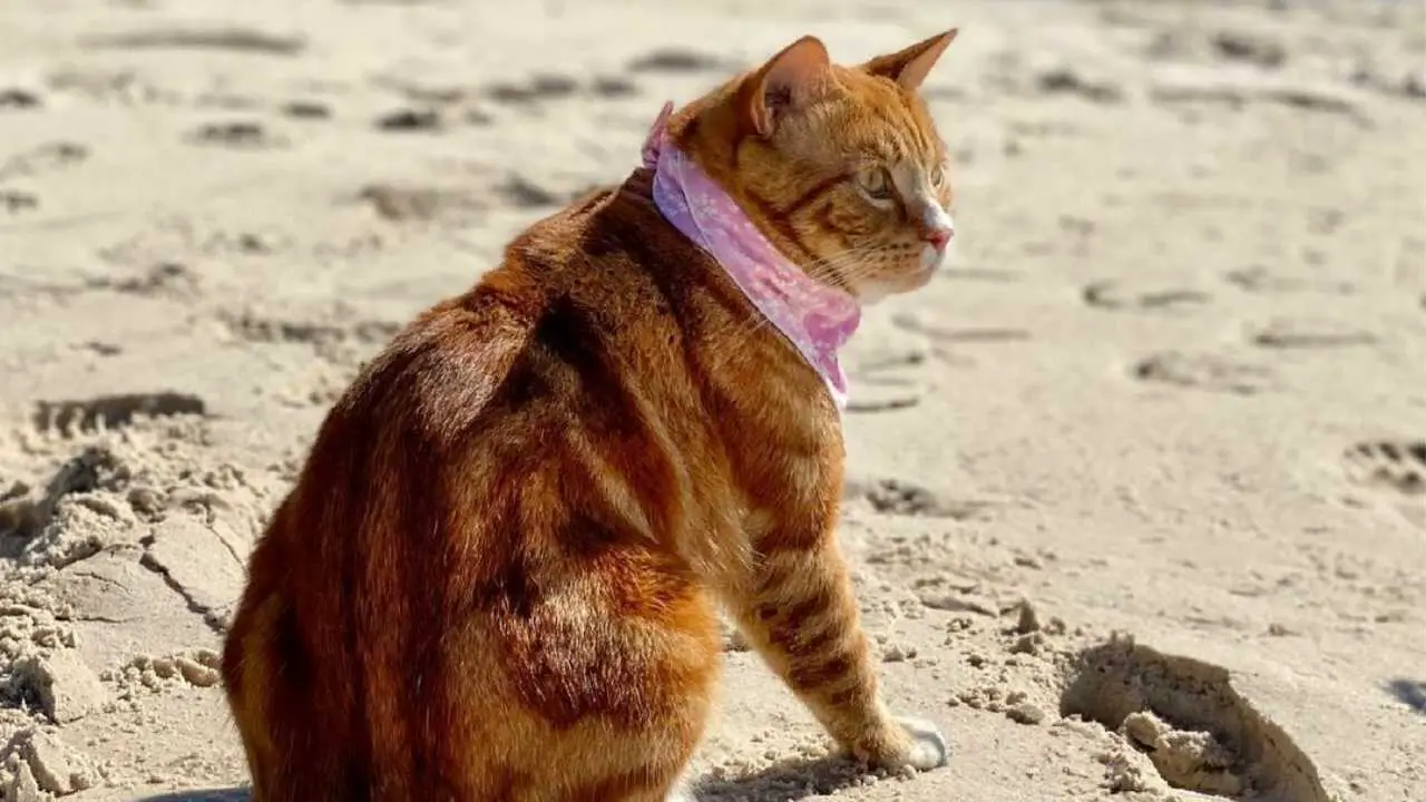 Diferencia entre Manx y Bobtail japonés: cómo distinguirlos y cuál ...