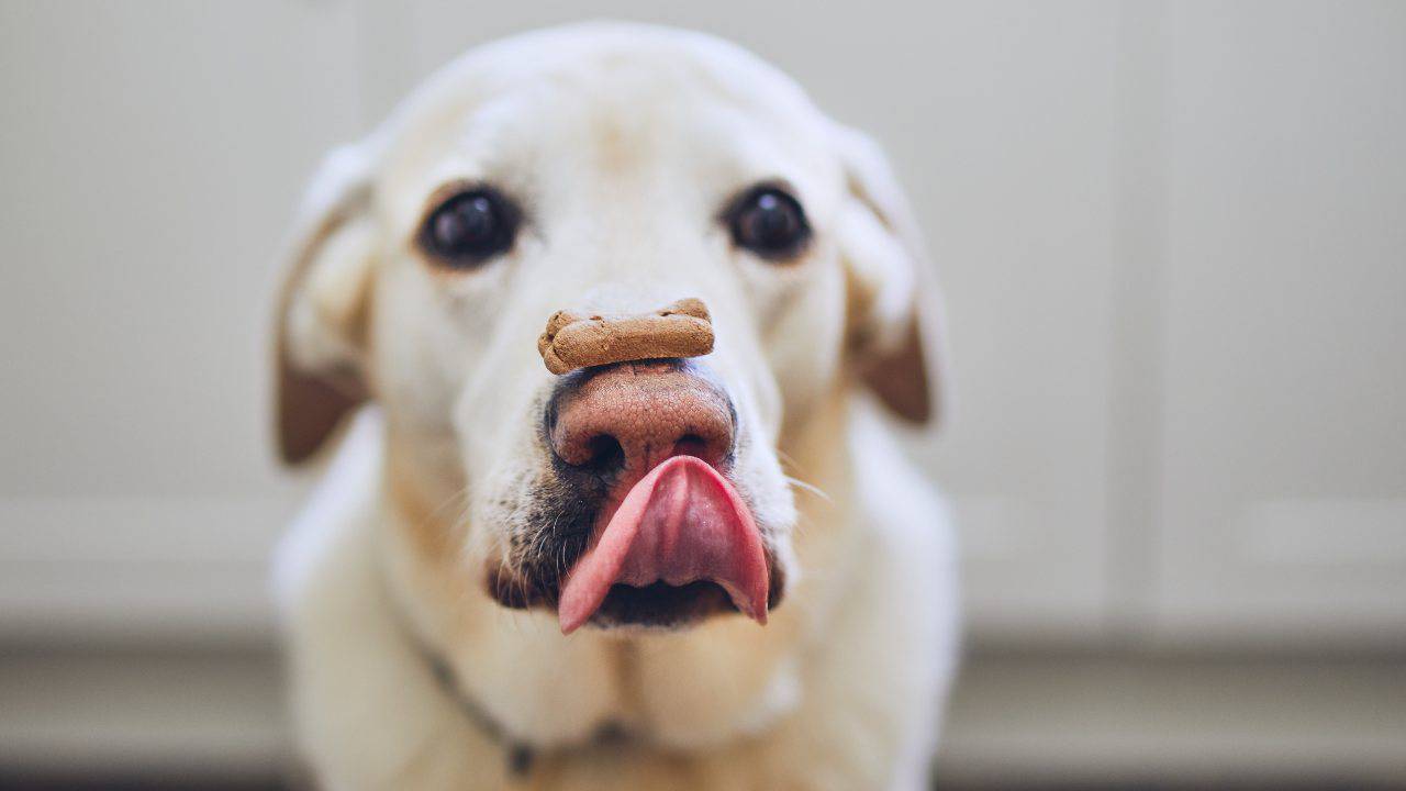¿Qué sabores huelen los perros? Todo lo que necesita saber sobre el ...