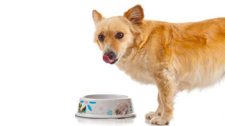 ¿Qué sabores huelen los perros? Todo lo que necesita saber sobre el ...