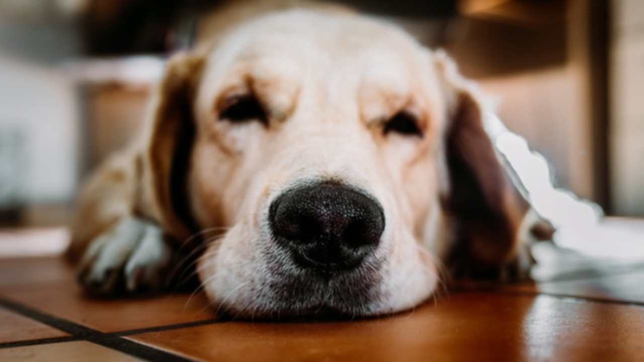 Hiperqueratosis en perros: síntomas, causas y tratamiento - Vida con ...