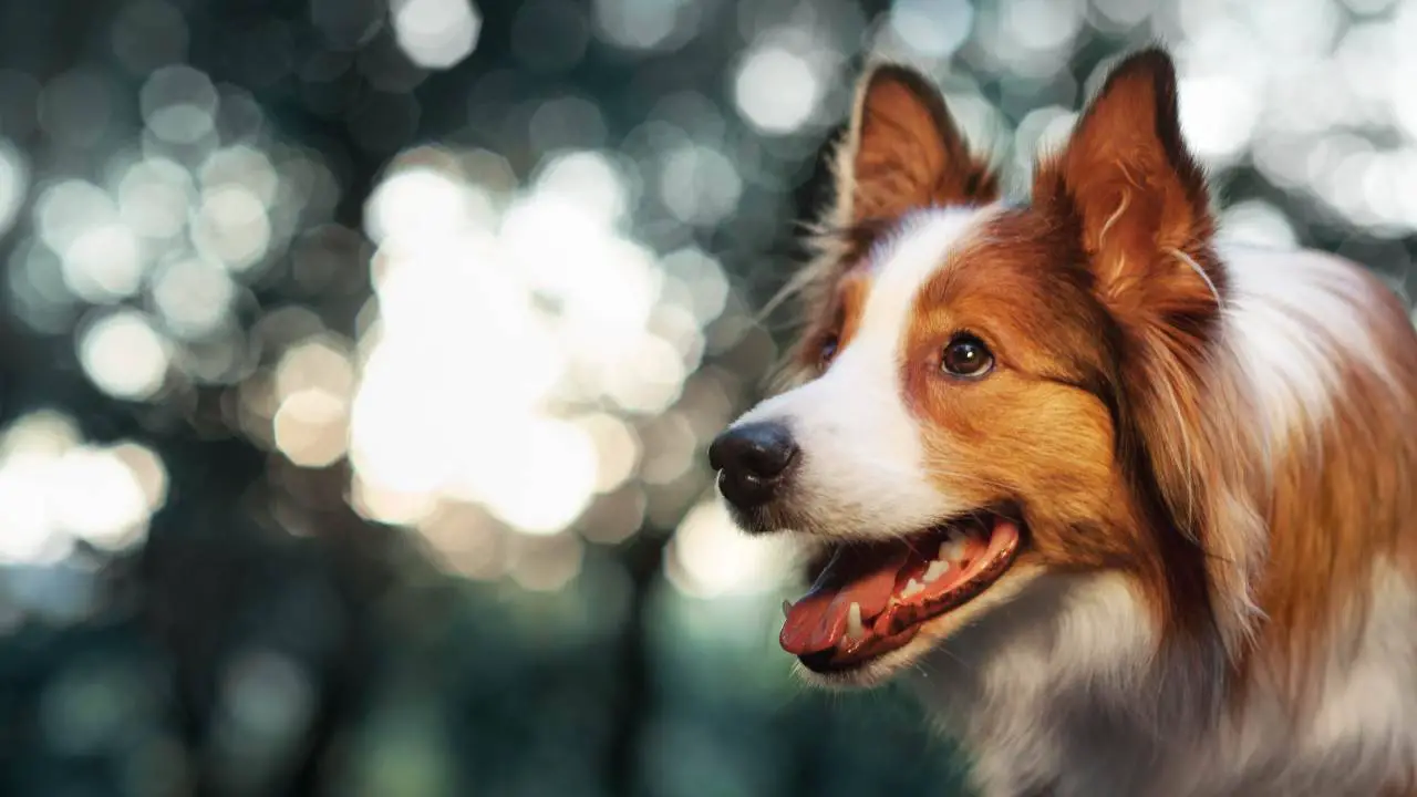 ¿El perro mastica vacío? Aquí están las principales razones - Vida con ...