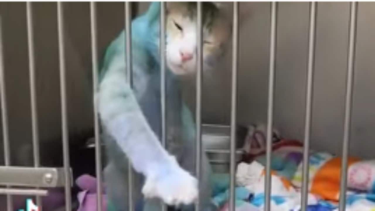 El gato pintado de azul que conquistó la web busca familia -VIDEO ...