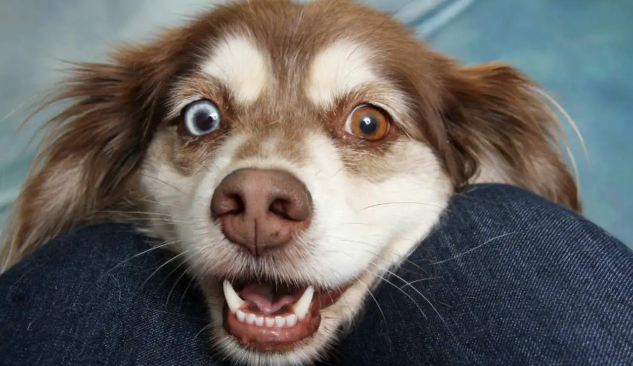 Triquiasis en perros: causas, síntomas y tratamientos - Vida con Mascotas ️