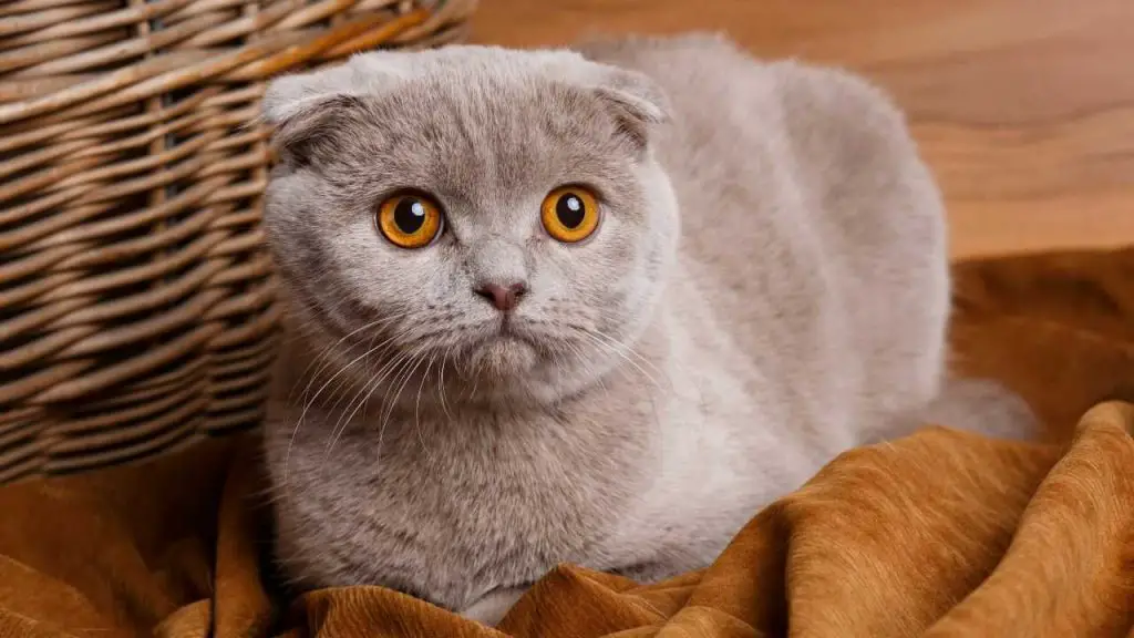 Diferencia entre Scottish Fold y Scottish Straight: cómo reconocerlos ...