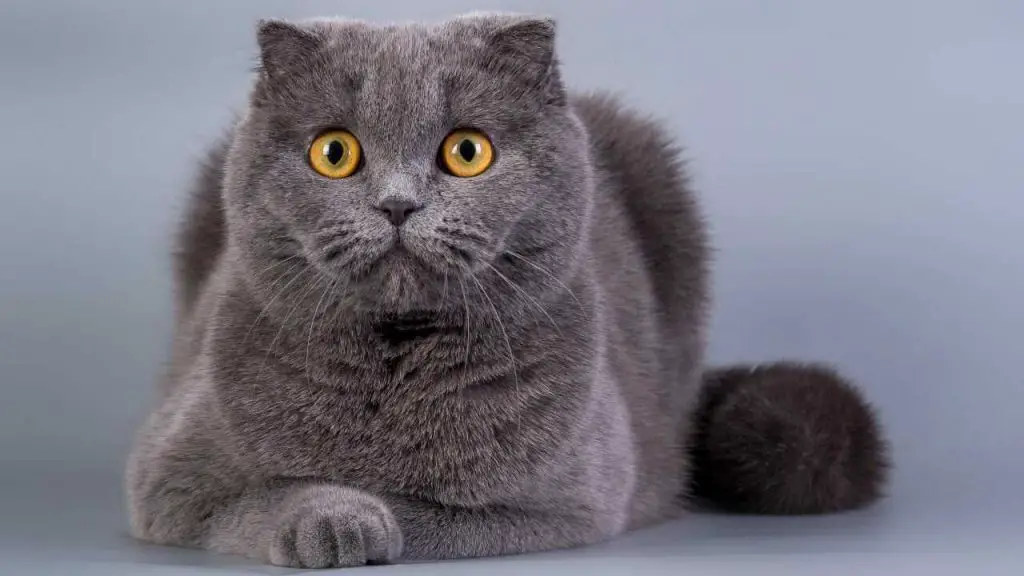 Curiosidades sobre el Scottish Fold: las joyas imperdibles de esta raza ...