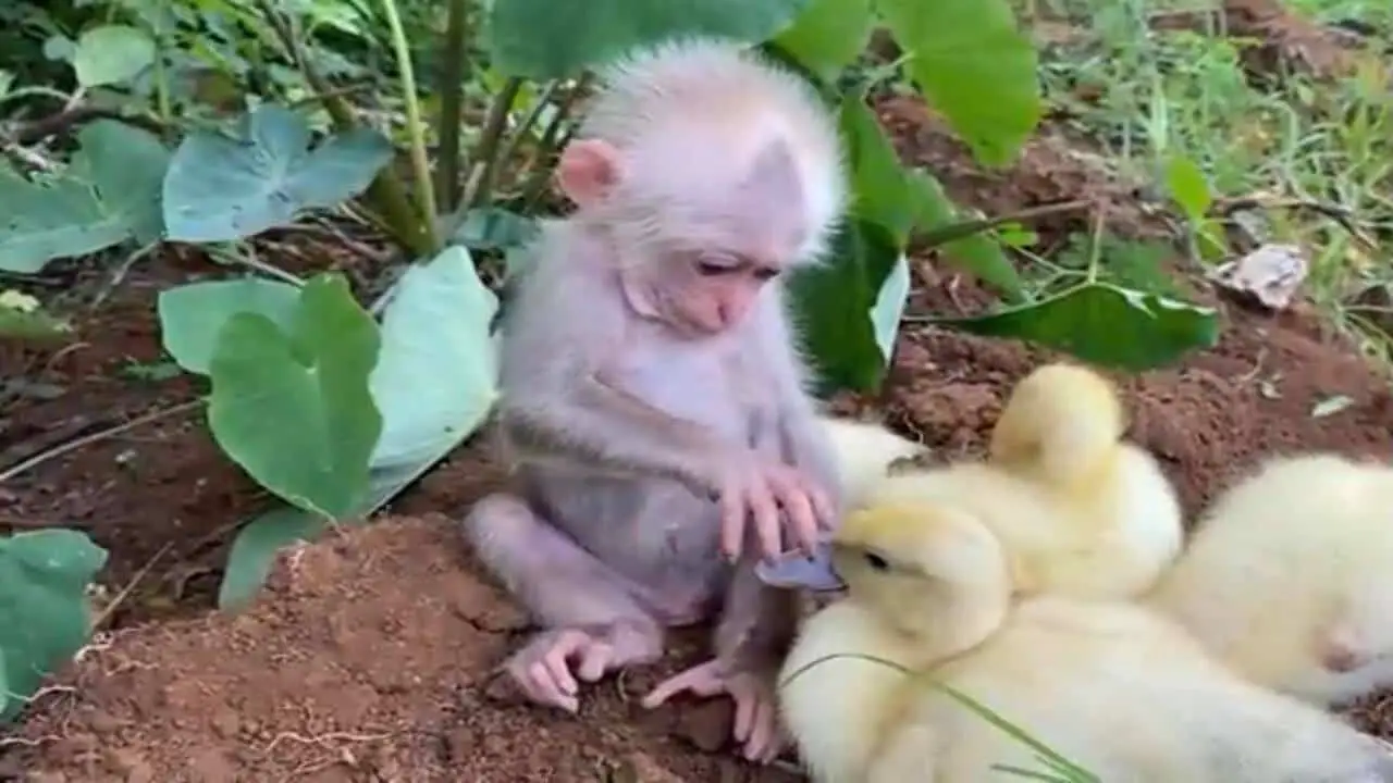 Mono y patitos: cuando las diferencias no importan (VIDEO) - Vida con ...