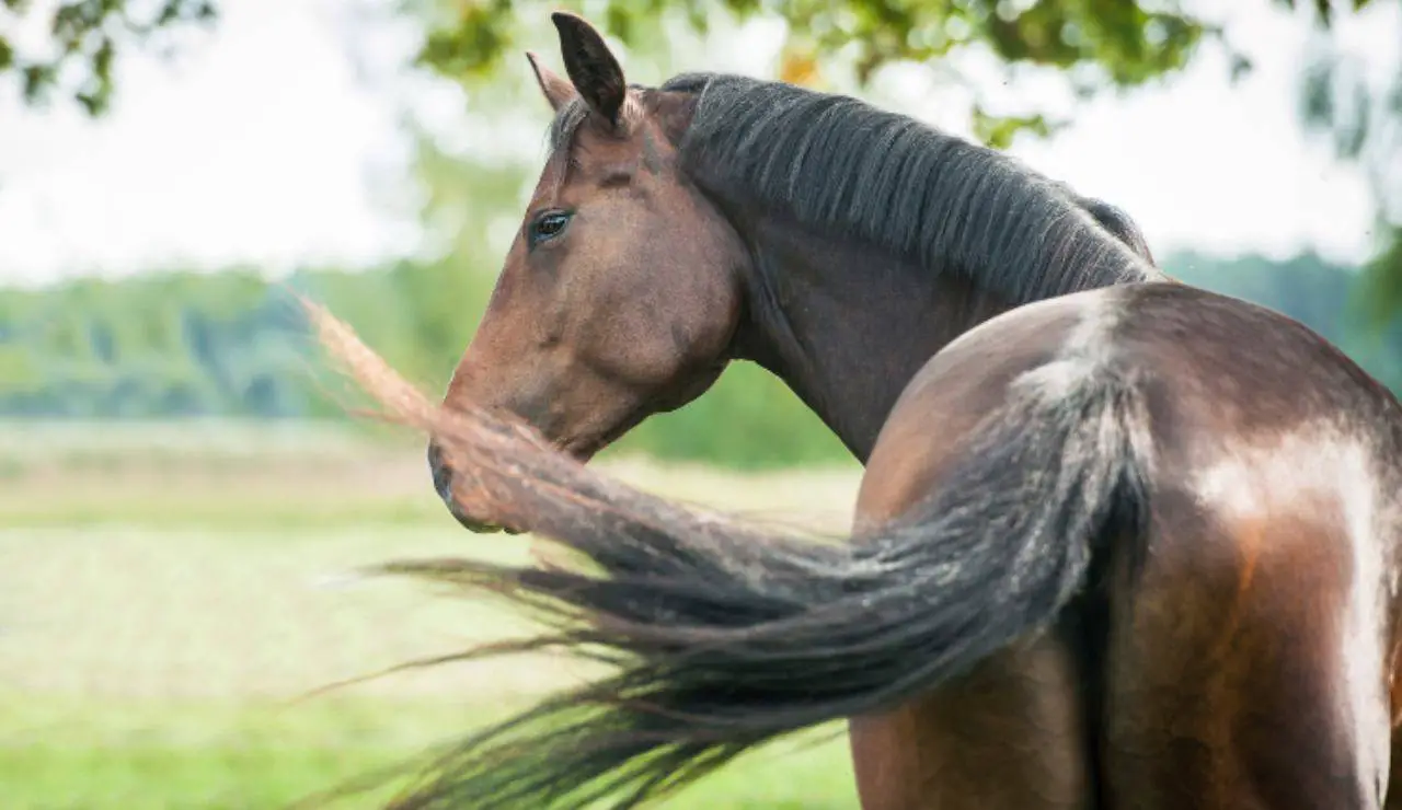 Dolor de espalda en el caballo: causas, síntomas y tratamiento. - Vida ...