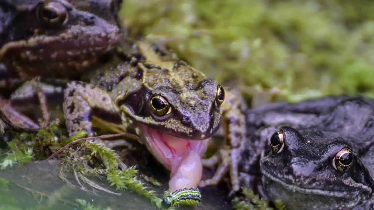 La lengua de la rana: como está hecha y que características tiene ...