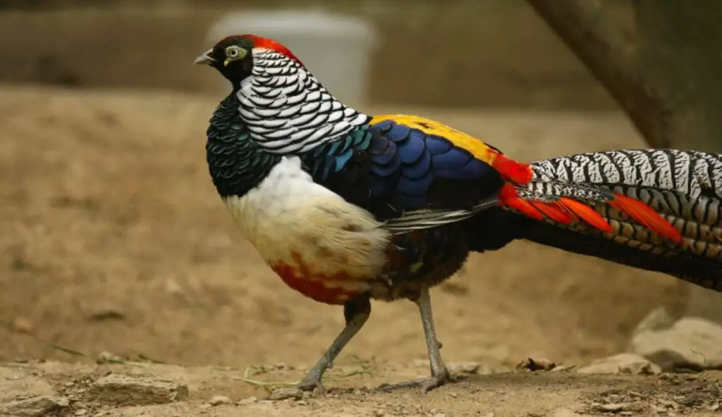 Faisán de Lady Amherst: raras especies ornamentales de patio - Vida con ...