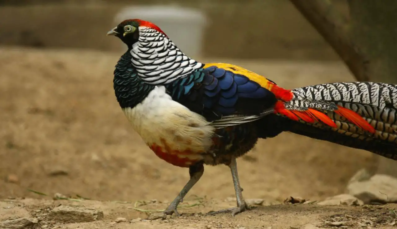 Faisán de Lady Amherst: raras especies ornamentales de patio - Vida con ...