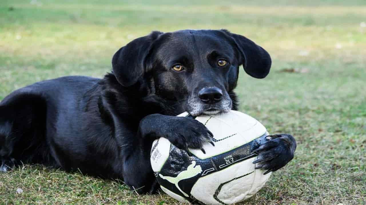 Labrador rescatado por la policía durante una incautación (FOTO) - Vida ...