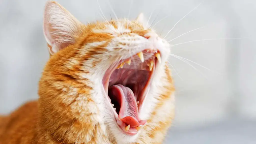 La Boca Del Gato Estructura Y Composición De La Cavidad Bucal Felina Vida Con Mascotas ️