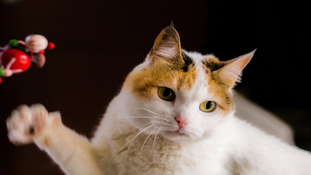 El gato le tiene miedo a sus juguetes: lo que es importante saber ...