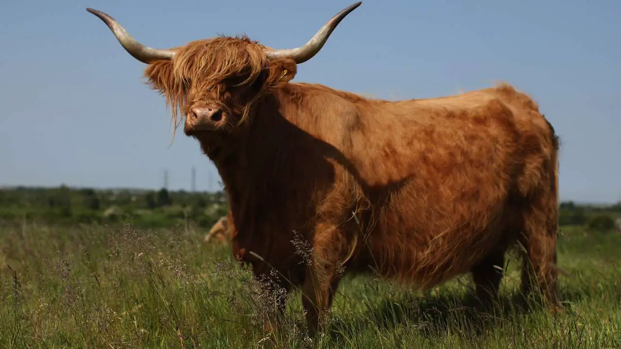 Diferencias entre buey y toro: qué los distingue y cómo gestionar para ...