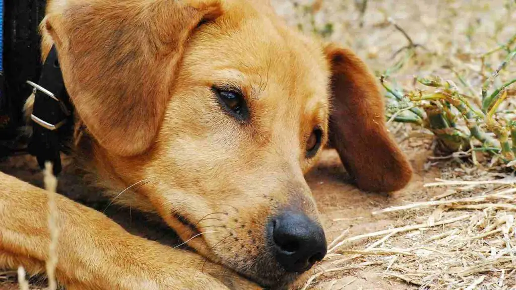 Albenga: perro amarrado al sol, vecinos alertan a las autoridades ...