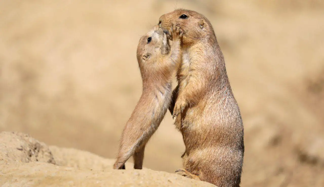 Pododermatitis en perros de la pradera: causa, síntomas y tratamiento ...