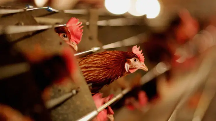 Pollo y gallo: ¿cuál es la diferencia entre ellos? Como distinguirlos ...