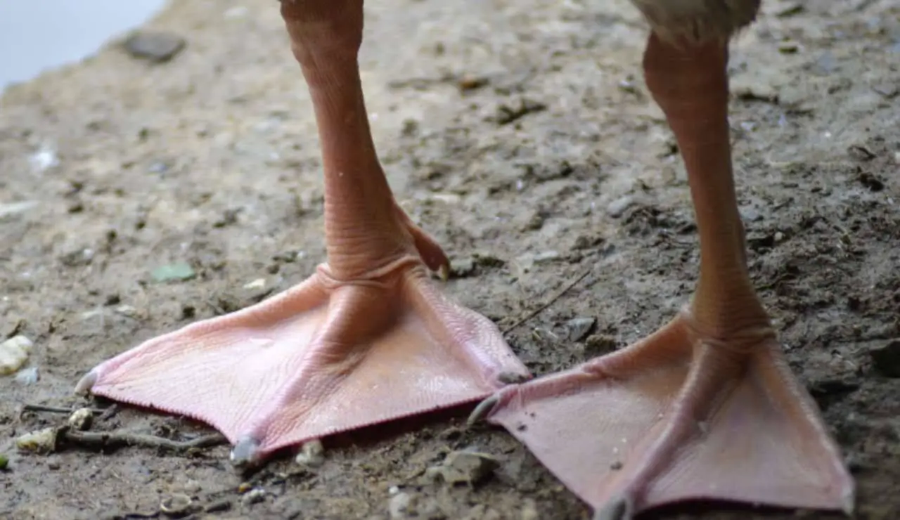 Animales con patas palmeadas: curiosidades y nociones sobre especies ...
