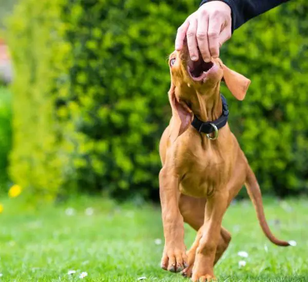 Razas de perros flacos: las características de los 10 perros más ...