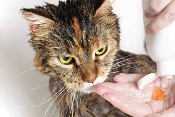 ¿Con qué frecuencia debes lavar a tu gato? - Vida con Mascotas ️
