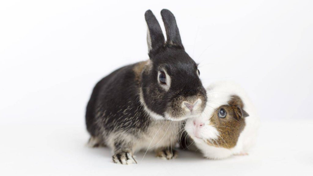 Convivencia entre conejo y cuy: ¿es posible? Lo que necesitas saber ...