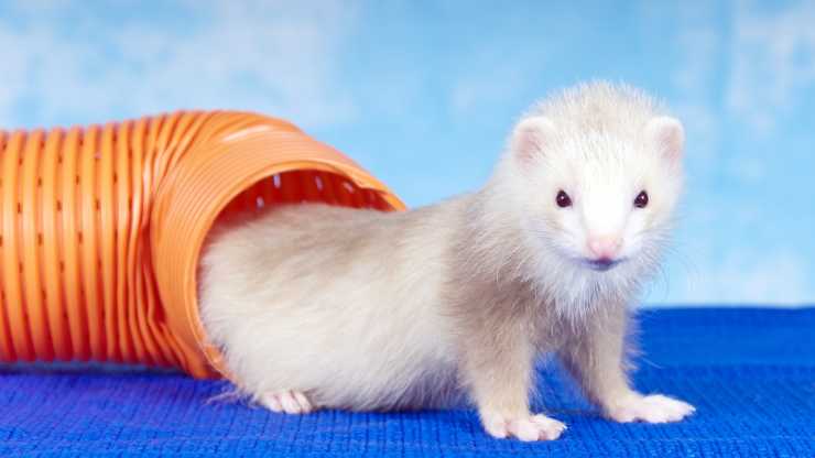 ¿Por qué a los hurones les gustan tanto las pipas? Averigüemos juntos ...