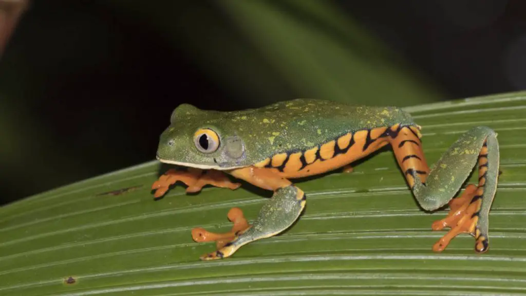 Síndrome de las patas rojas en las ranas: causas, síntomas y ...
