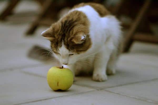 ¿Pueden los gatos comer Apple? - Vida con Mascotas ️
