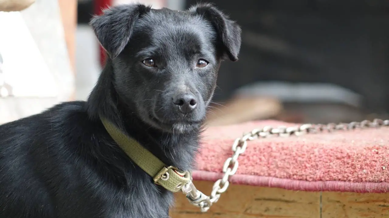 ¿Es legal en Véneto tener un perro encadenado? Lo que establece la ley ...