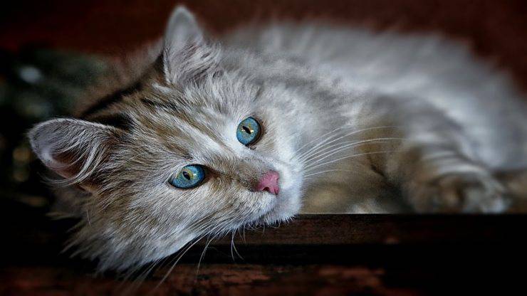 ¿Cómo se forman los nudos de gato: causas y soluciones? - Vida con ...
