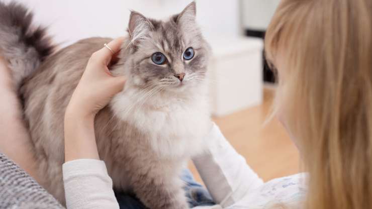 ¿Cómo se forman los nudos de gato: causas y soluciones? - Vida con ...