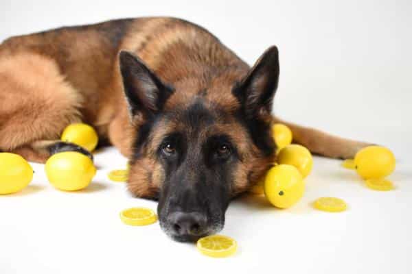 ¿Se le puede dar limón a un perro? - Vida con Mascotas ️