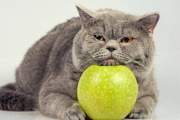 ¿Pueden los gatos comer Apple? - Vida con Mascotas ️