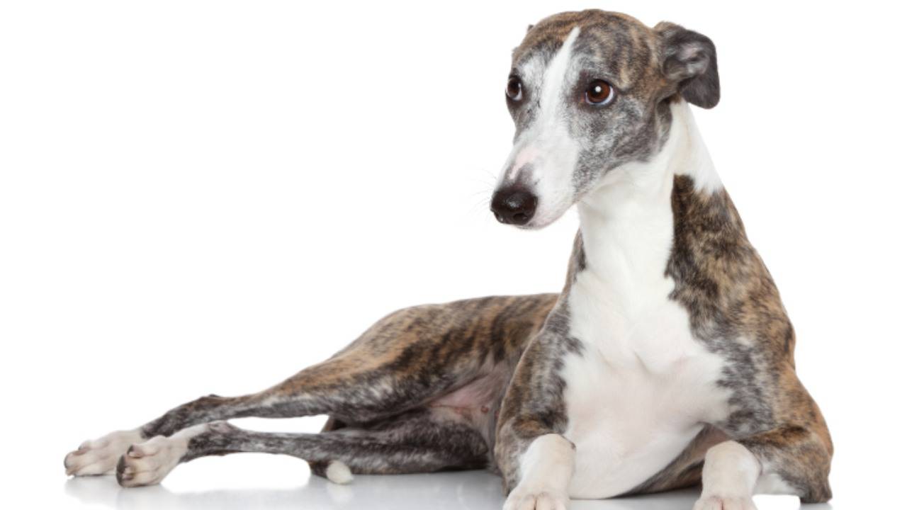 Curiosidades sobre Chippiparai: orígenes, historias, anécdotas y ...