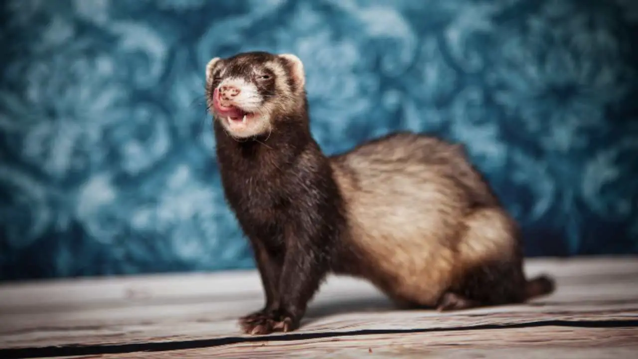 ¿Los hurones lloran? Todo lo que necesitas saber al respecto - Vida con ...