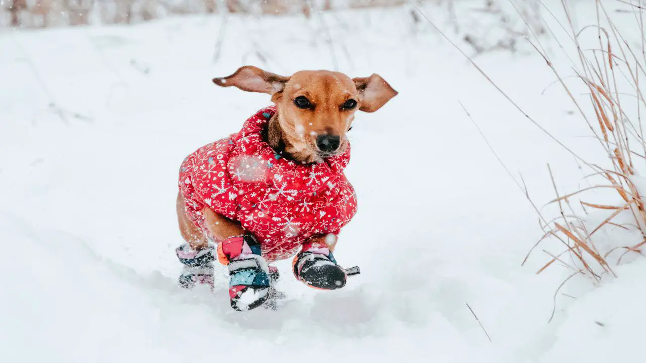 Razas de perros amantes de la nieve: los ejemplares más habituales ...